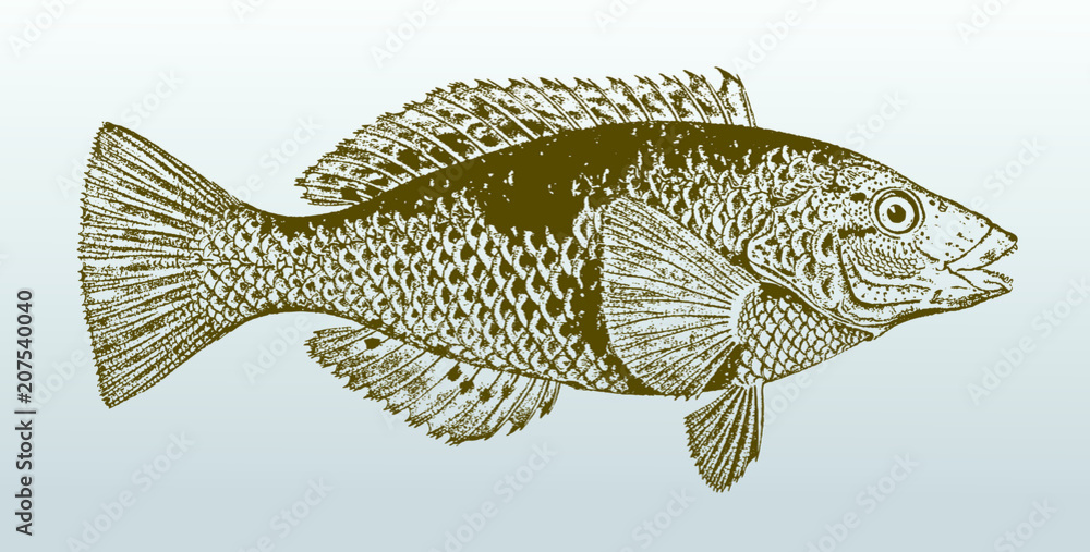 Spotty (notolabrus celidotus), a fish from australia in side view ...