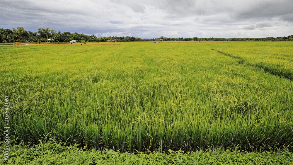 Rice fields along Negros S.road in barangay Pagatban. Bayawan-Negros ...