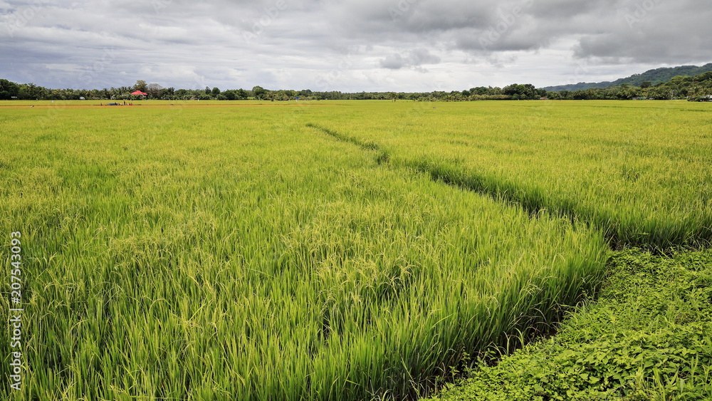 Fotografia do Stock: Rice fields along Negros S.road in barangay ...