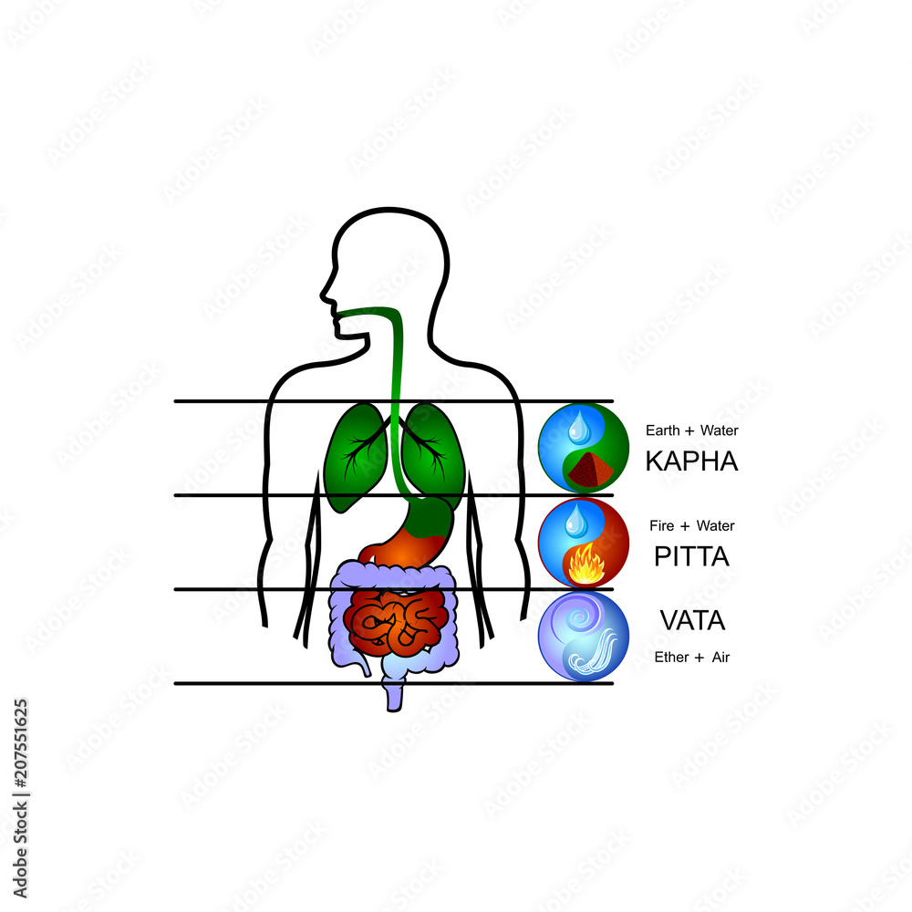 Ayurveda doshas: Vata, Pitta, Kapha and internal human organs. Flat ...