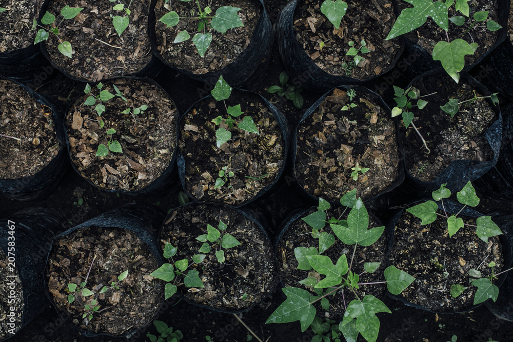 Baby papaya tree Stock Photo | Adobe Stock
