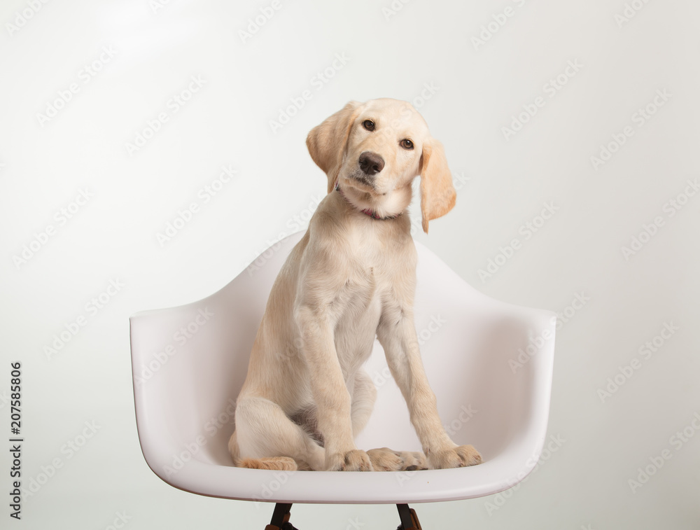 Yellow Lab Puppy Sitting