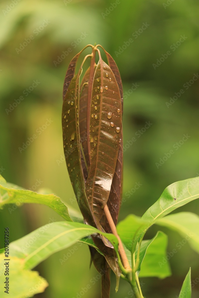 Mango Leaves Stock Photo | Adobe Stock