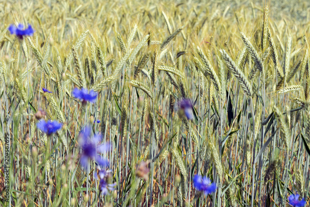 Getreidefeld / Getreidefeld mit Kornblumen Stock-Foto | Adobe Stock