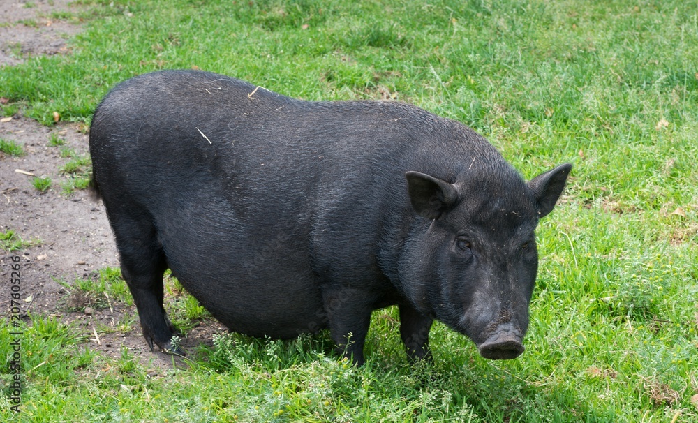 Schwarzes Minischwein, Rasse des Hausschweins (Sus scrofa f. domestica ...