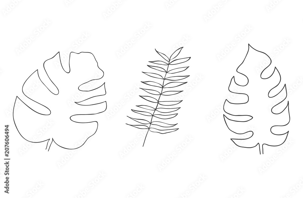 Hand drawn line art monstera, palm leaf branches. Contour drawing tropical leaves, black outline ...