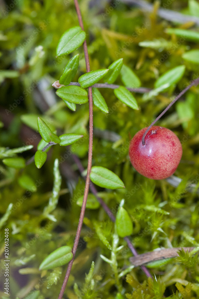 Vaccinium Microcarpum