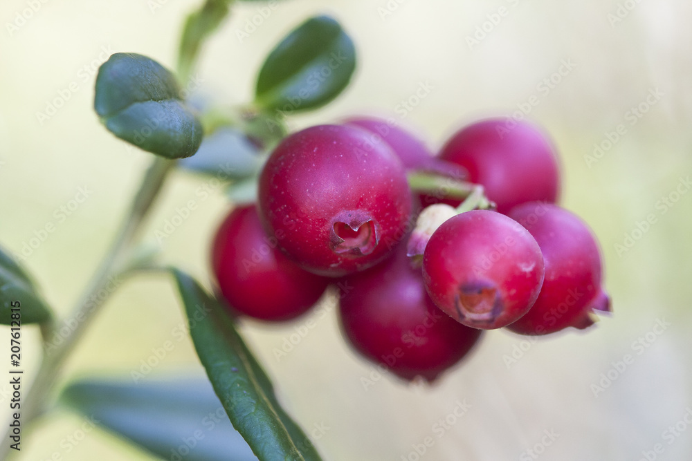 Vaccinium vitis-idaea (lingonberry, partridgeberry, or cowberry) is a ...