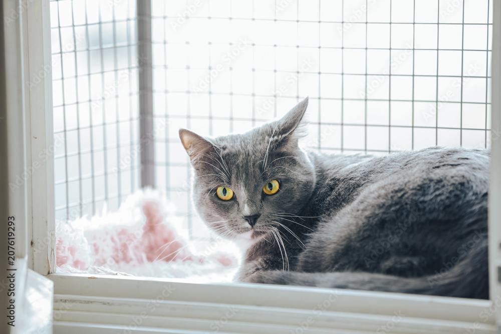 Safety Window gray cat. A special enclosure for cat safety is installed ...