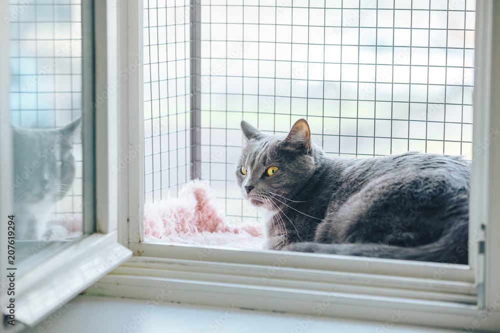Safety Window gray cat. A special enclosure for cat safety is installed ...