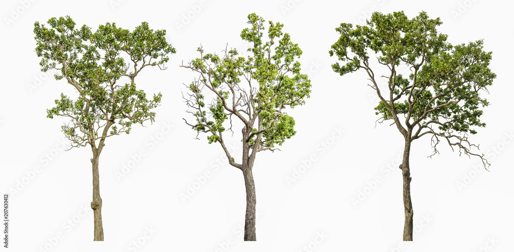 Big tree isolated on white background. Stock Photo | Adobe Stock