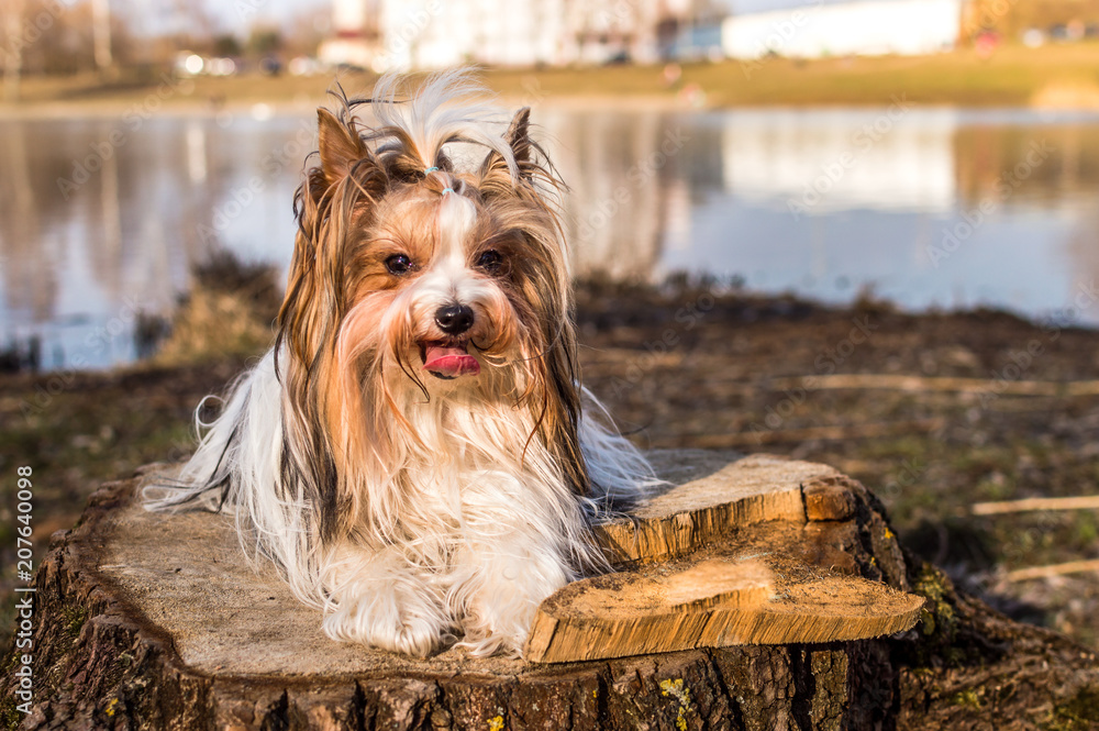 dog breeds beaver yorkshire terrier. close-up portrait. the dog sits in ...