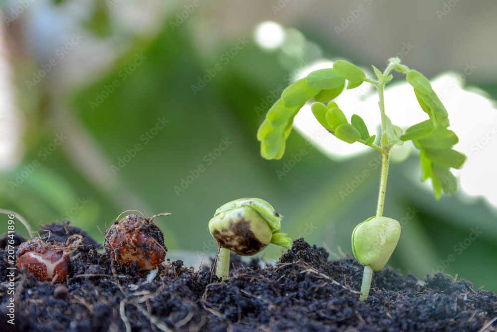 seed to tree, Seeding, Plant seed growing concept Stock Photo | Adobe Stock