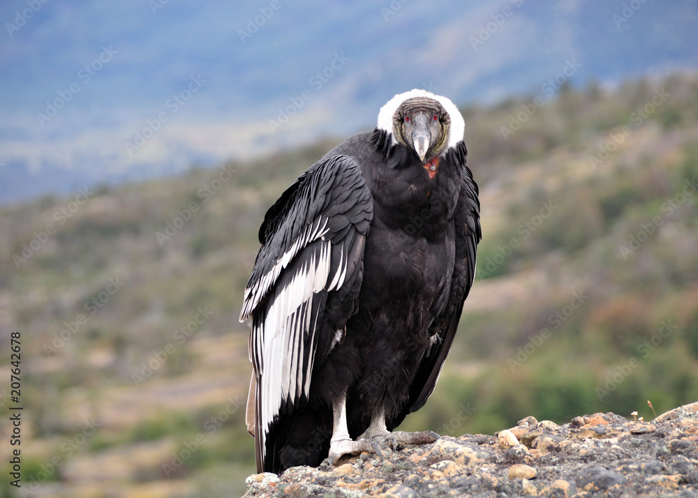 Foto de Female Andean condor (Vultur gryphus) in the wild, looking ...