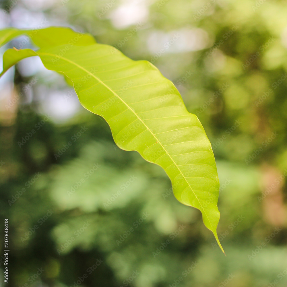 Mango leaves on Mango tree. Stock Photo | Adobe Stock