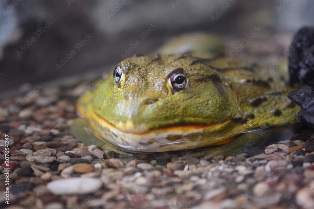 Green toad-bull in a water Stock Photo | Adobe Stock