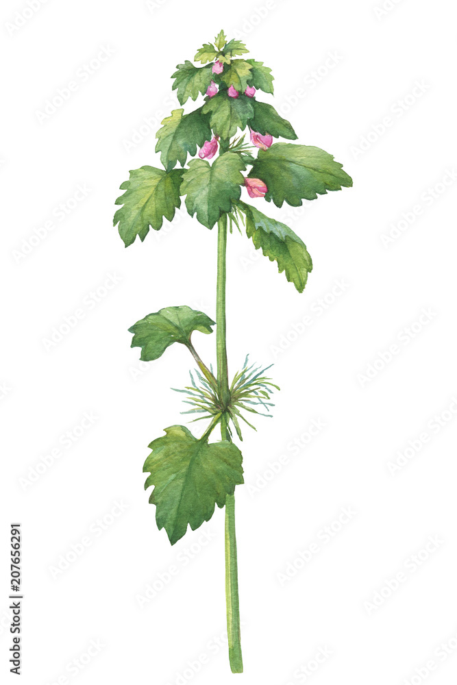 Branch with flowers of wild plant Lamium purpureum (also called dead ...
