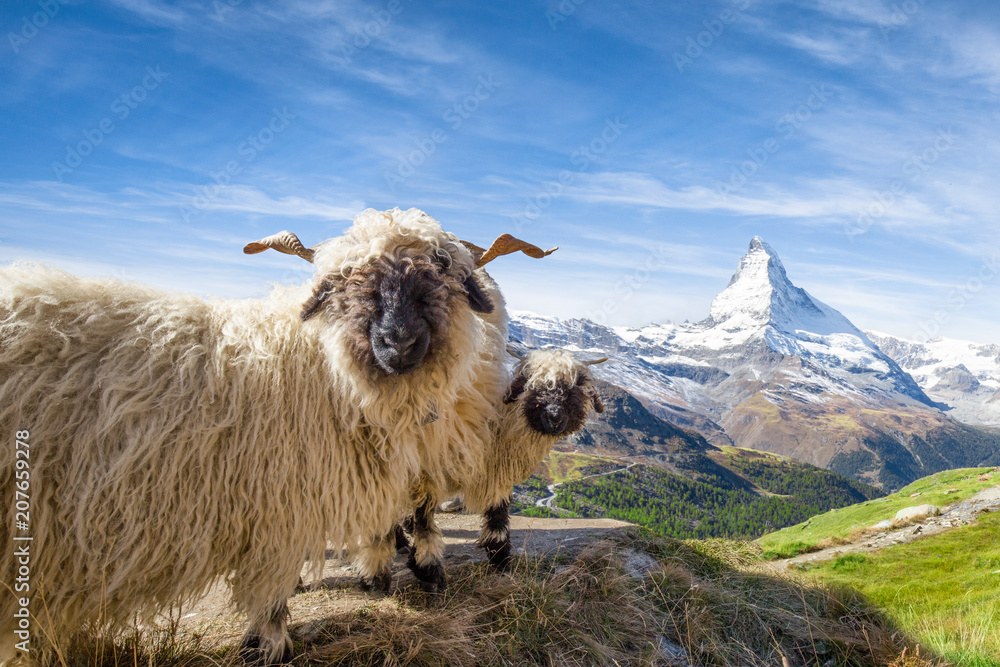Walliser Schwarznasenschaf vor dem Matterhorn in Zermatt, Schweizer ...