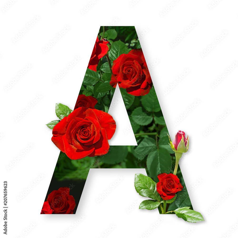Letter A of the alphabet with red roses on white background Stock Photo ...