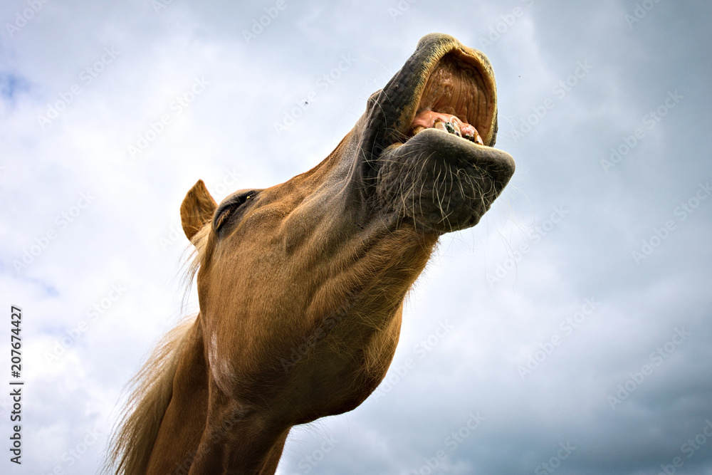 Funny Laughing Horse Lachendes Pferd lustige Tiere Zahnarzt Teeth ...