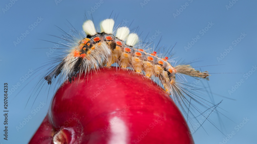 Unusual caterpillar of rusty tussock moth close-up. Orgyia antiqua ...