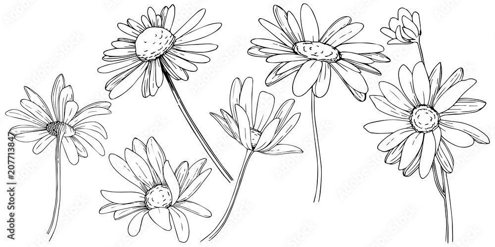 Daisy in a vector style isolated. Full name of the plant: Daisy. Vector ...