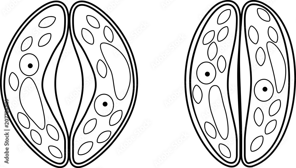 Coloring page. Guard cells of stoma Stock Vector | Adobe Stock