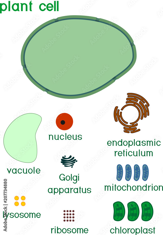 Educational game: assembling cells from ready-made components in form ...