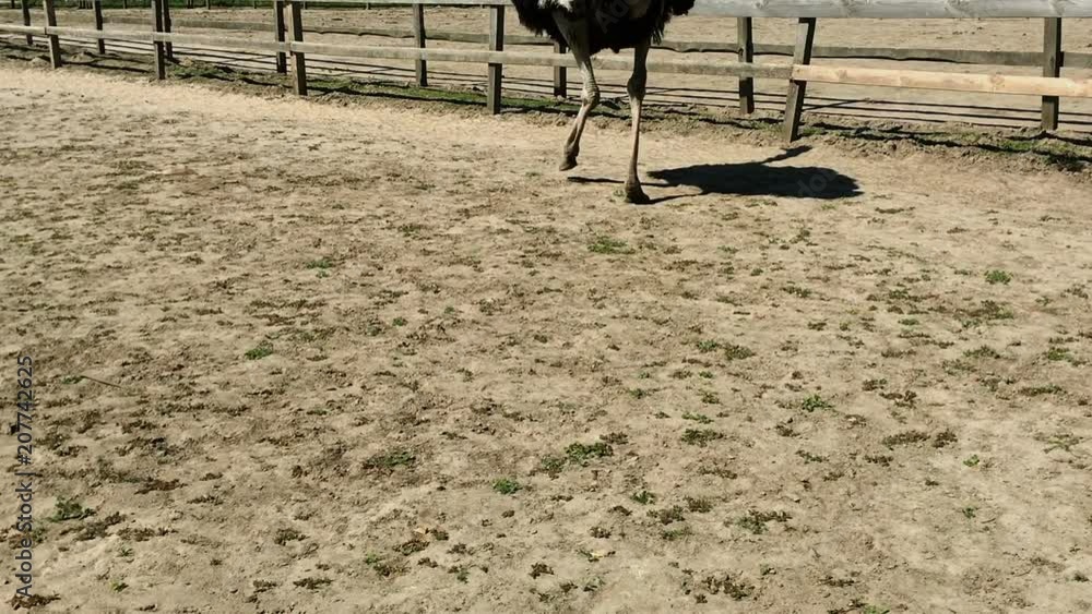 Feet and Shadow domesticated wild african ostrich (struthio camelus ...