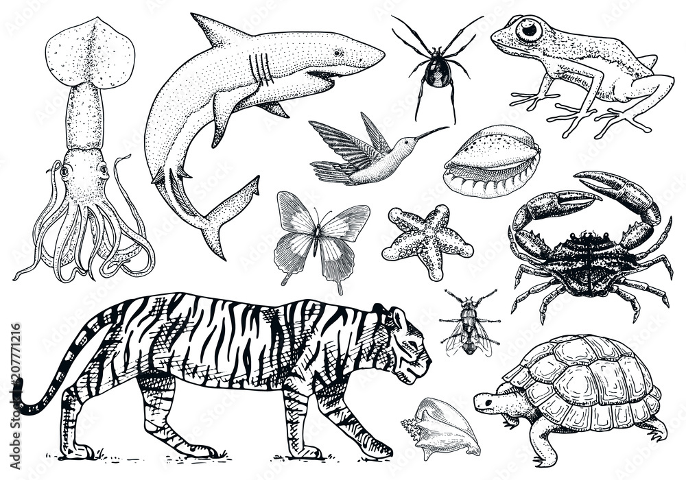 Set of animals. Reptile and amphibian, mammal and insect, wild turtle ...