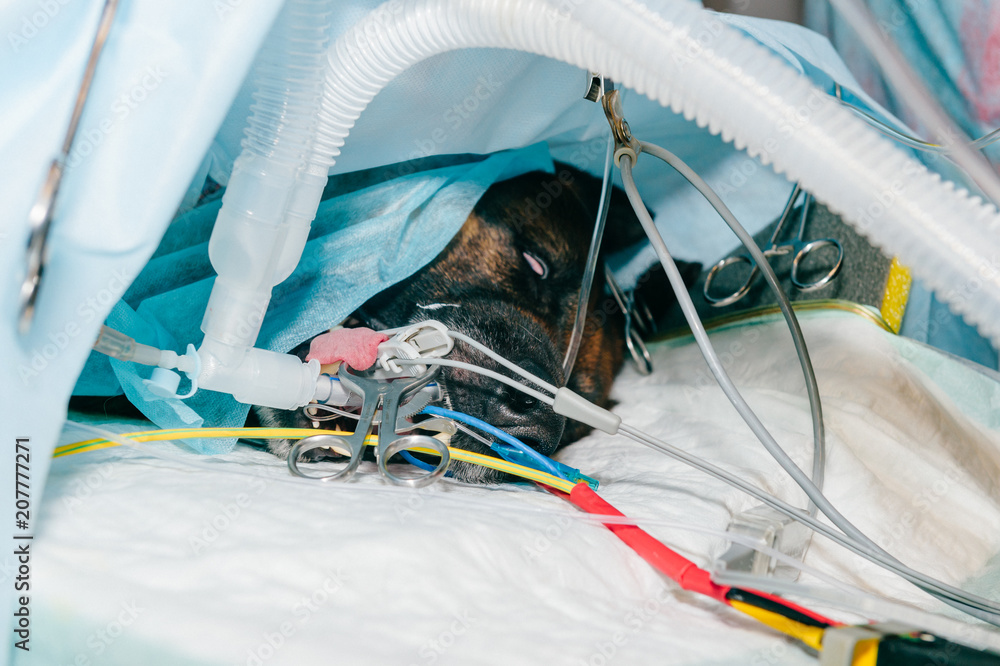 German shepherd lying unconscious in veterinary clinic on table after ...