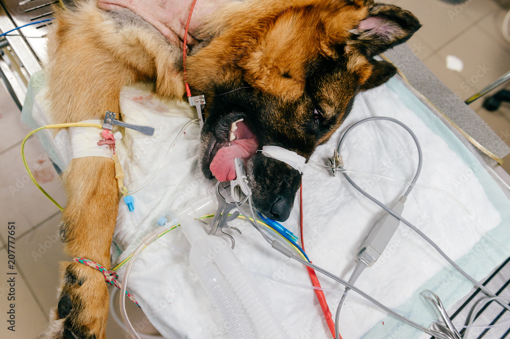 German shepherd lying unconscious in veterinary clinic on table after ...