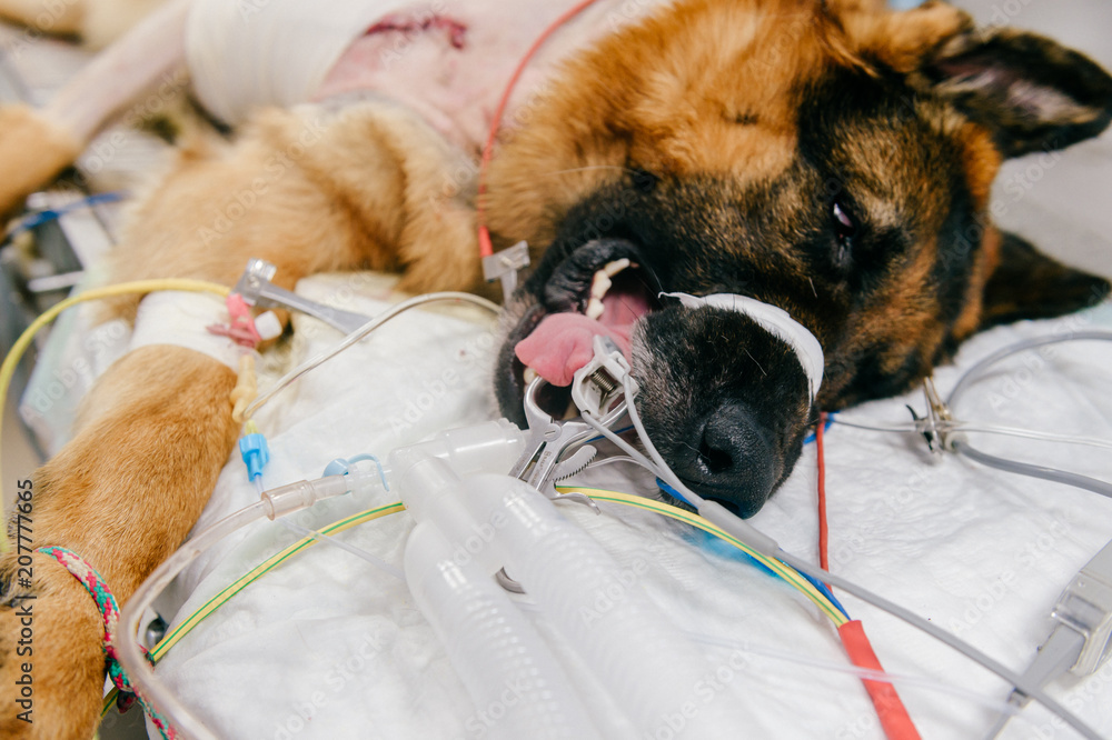 German shepherd lying unconscious in veterinary clinic on table after ...