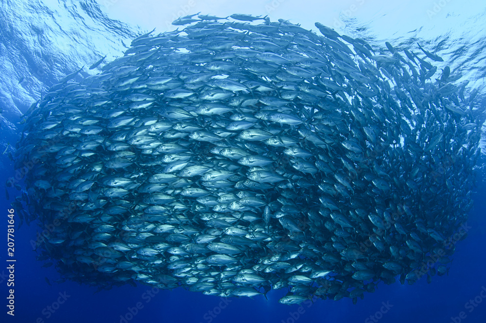 Underwater Tornado Fish