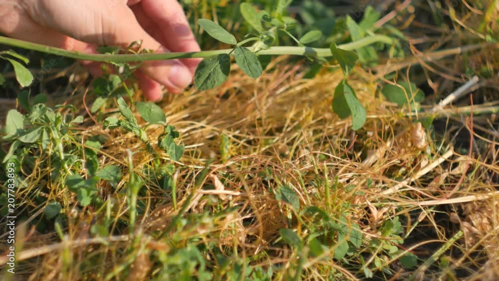 Dodder Genus Cuscuta - parasitic plant. Dodder grows around clover ...