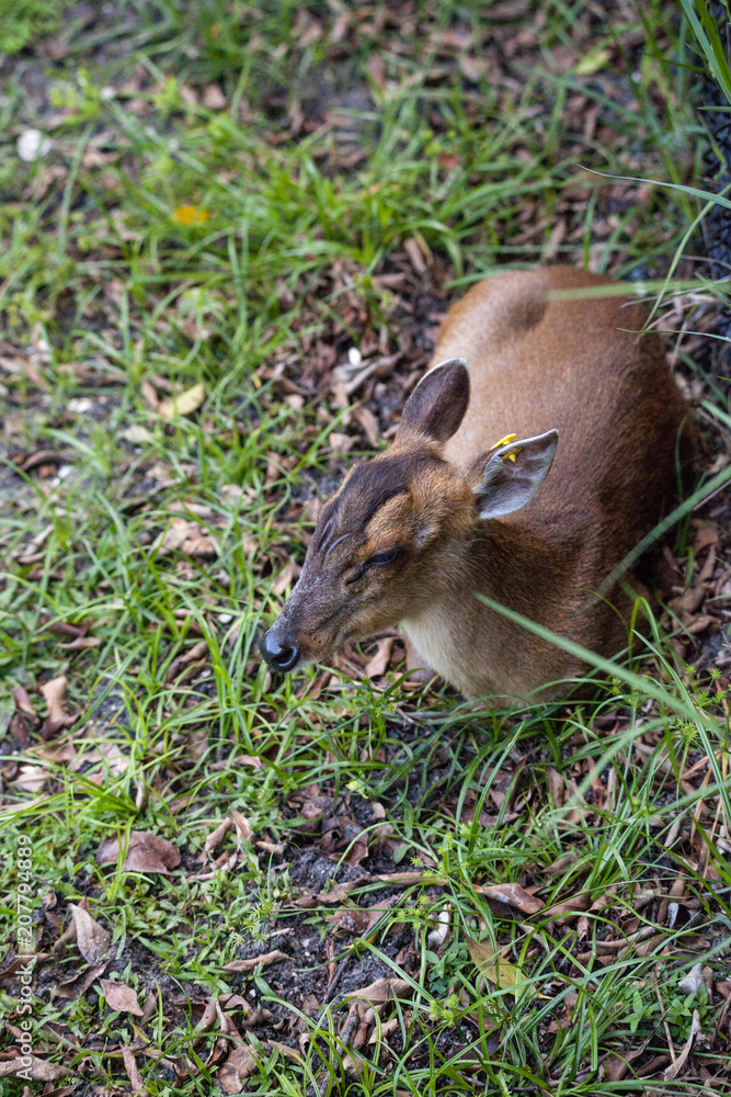 Baby Muntjac