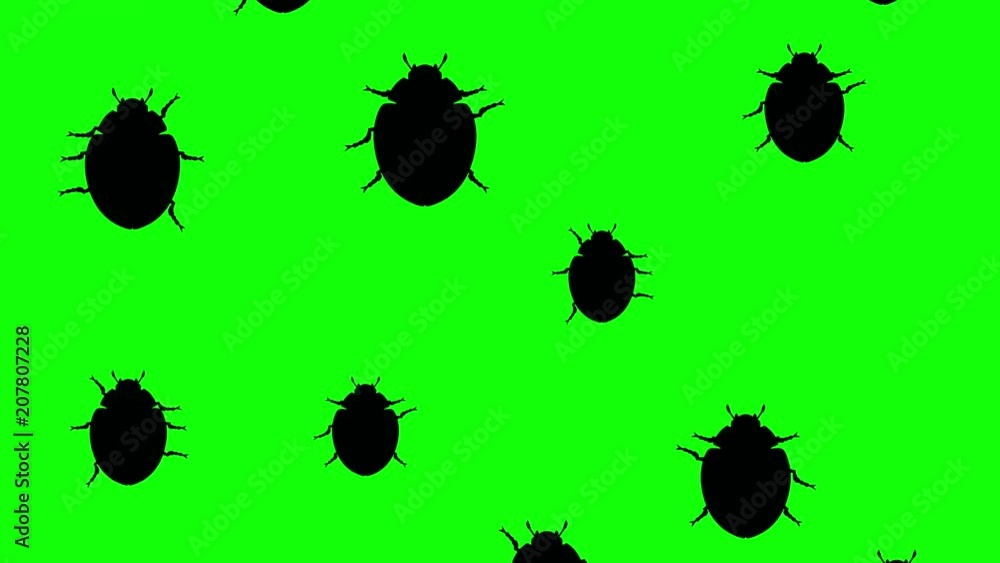 Beetles running up on a green screen. Seamless loop 3d animation of ...