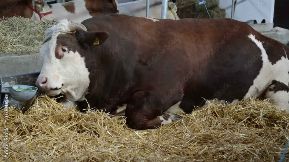 The bull lies on the ground and rests Stock Video | Adobe Stock