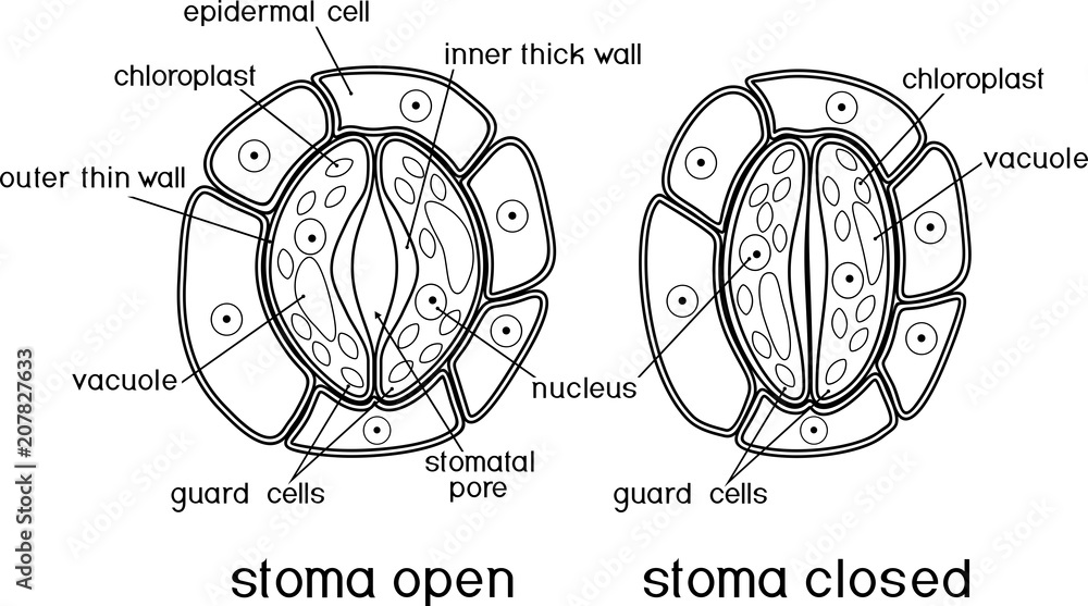 Coloring page. Structure of stomatal complex with open and closed stoma ...