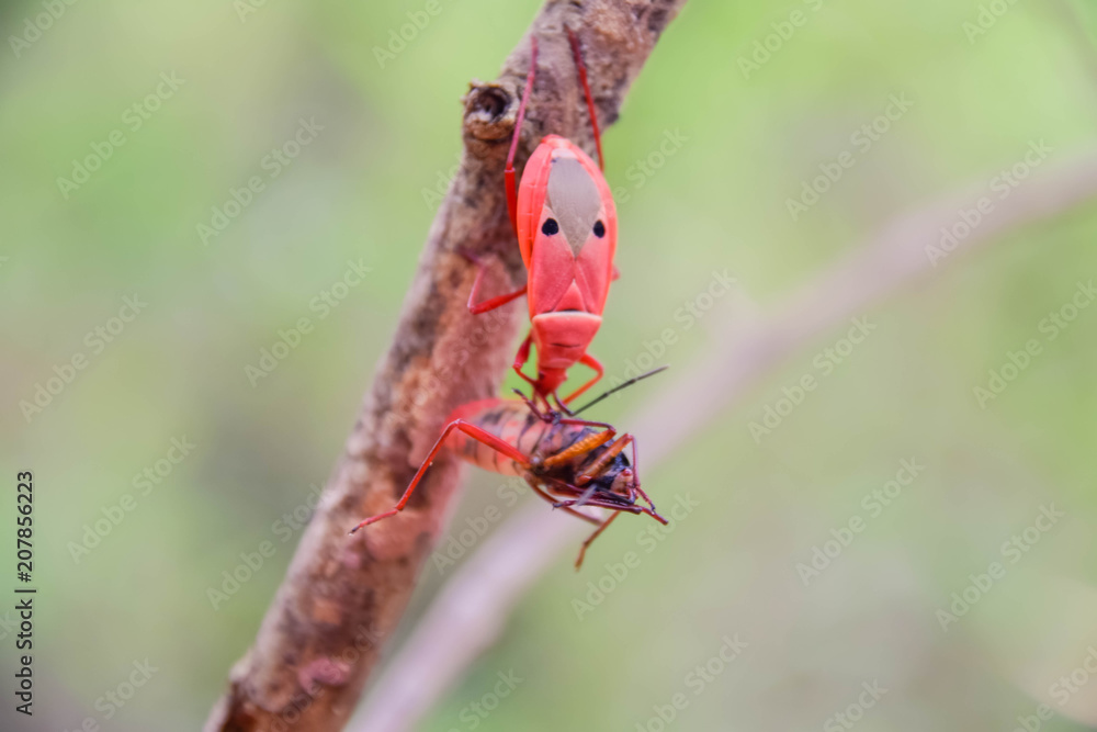 Red insect over a green leaf, side rear view. Spilostethus pandurus is ...
