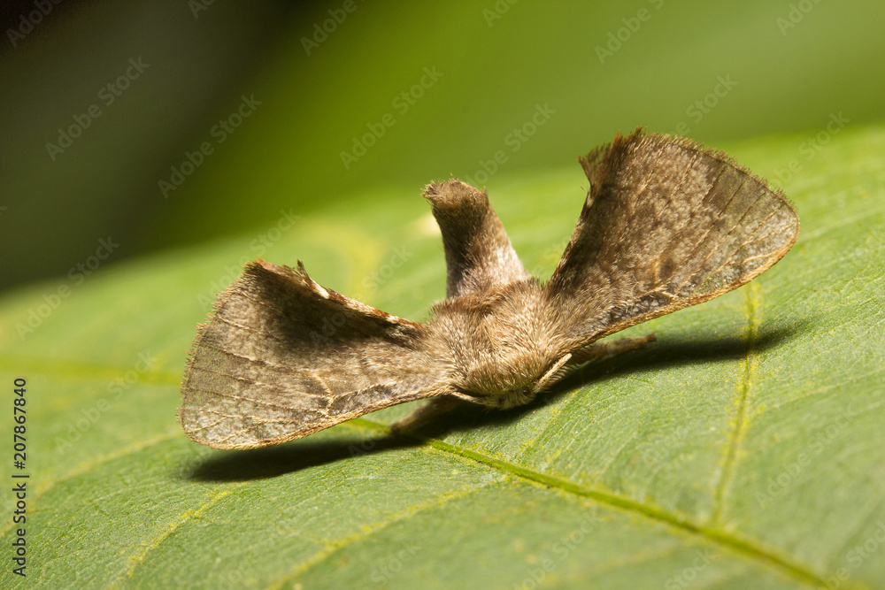 Moth, Aarey milk colony Mumbai , India Stock Photo | Adobe Stock