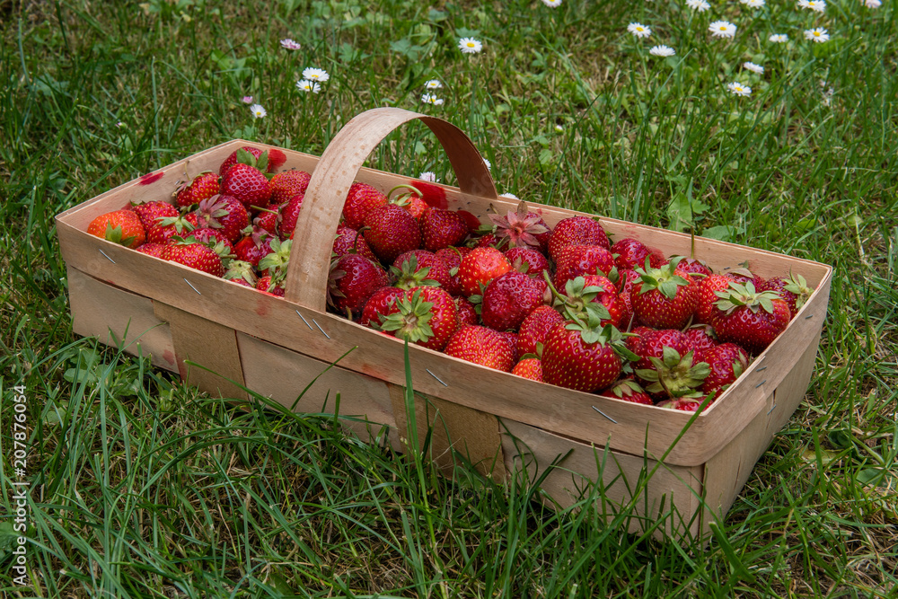 strawberry in a wooden basket, Basket filled with some red fresh ...