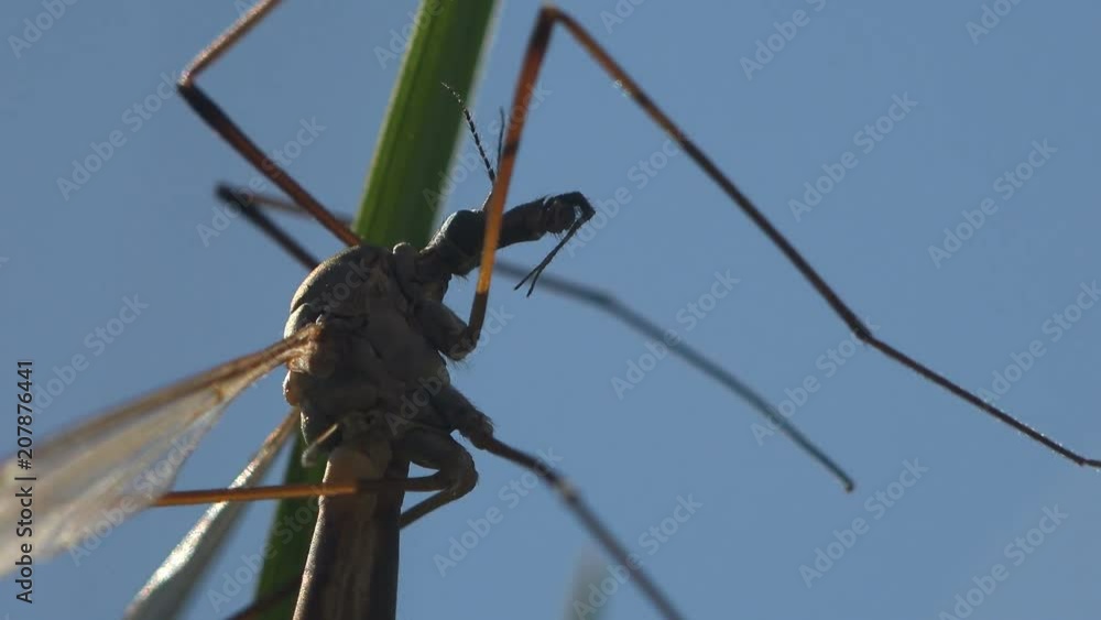 Insect close-up. Mosquito Crane Fly Tipula Luna male sitting on green ...