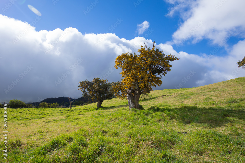 Blooming highland tamarind in La Plaine des Cafres, Reunion Island Stock Photo | Adobe Stock
