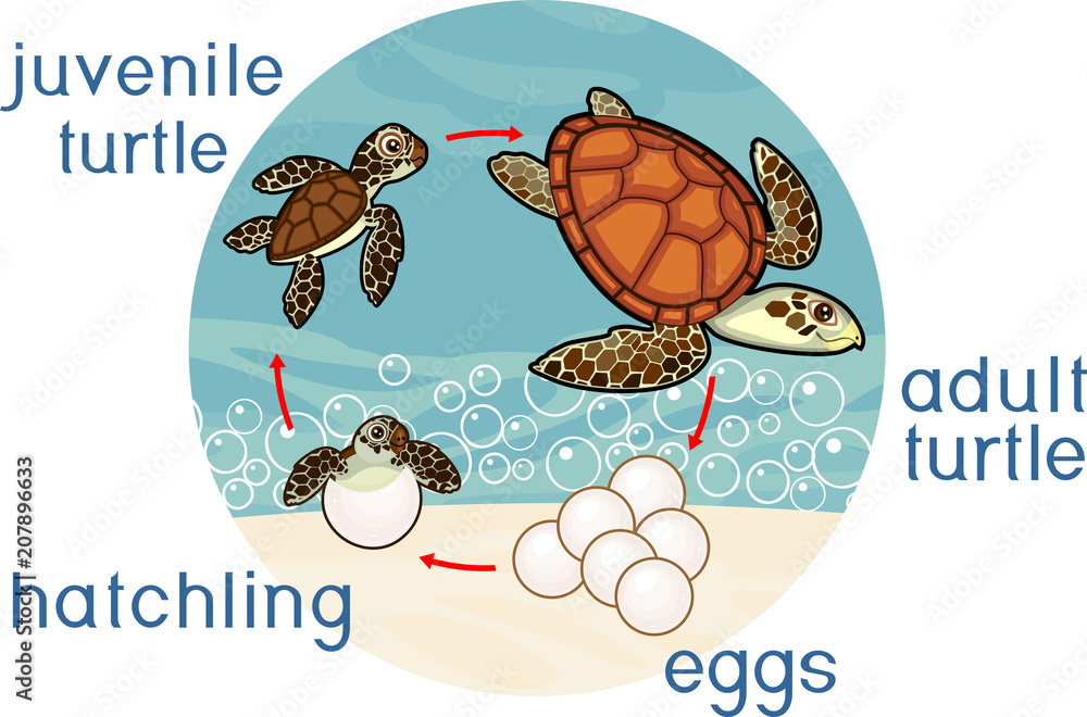 Life cycle of sea turtle. Sequence of stages of development of turtle ...
