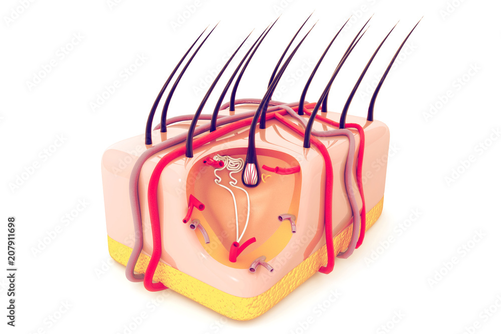 Human skin anatomy Stock Illustration | Adobe Stock