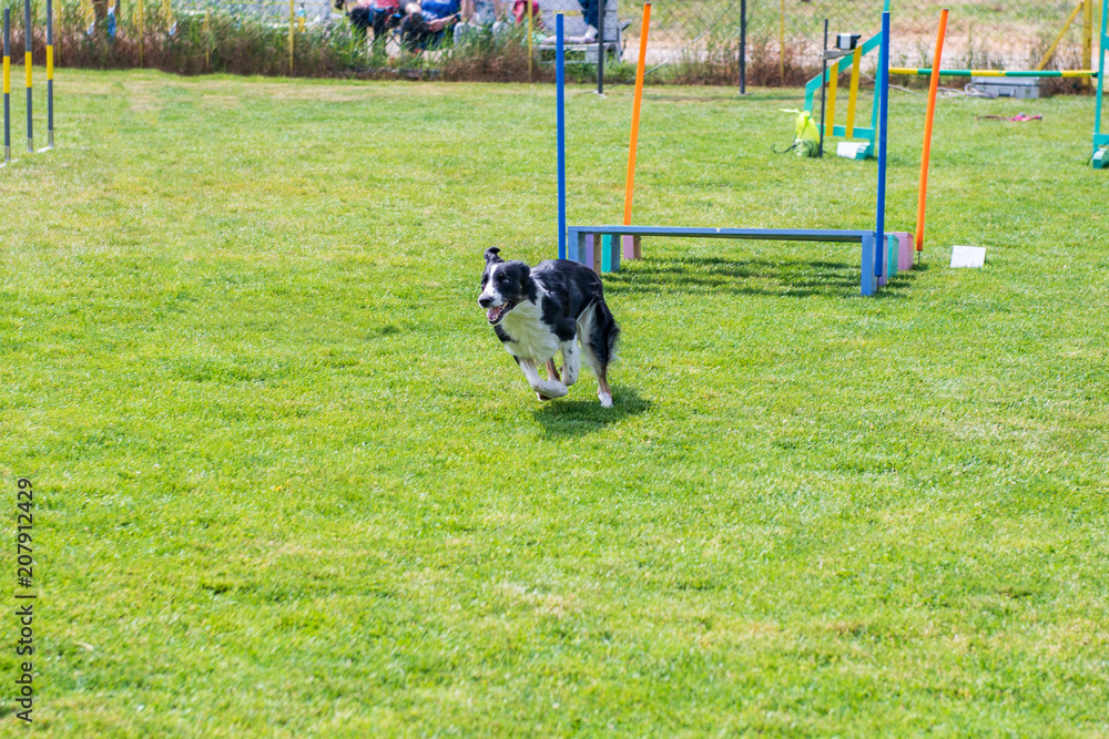 Border Collie on agility field for dogs, training and competing ...