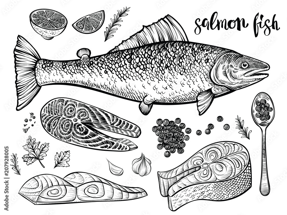 Salmon fish hand drawn vector sketch. Illustration of seafood. Fillet ...