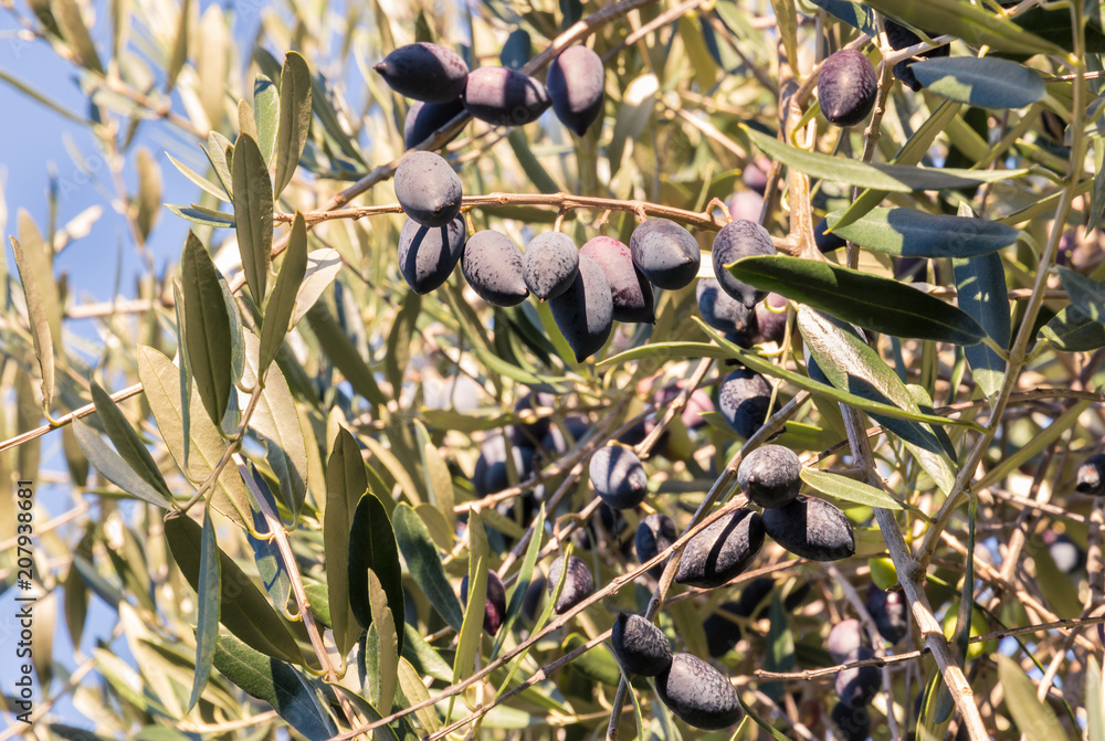 ripe kalamata olives on olive tree at harvest time Stock Photo | Adobe ...