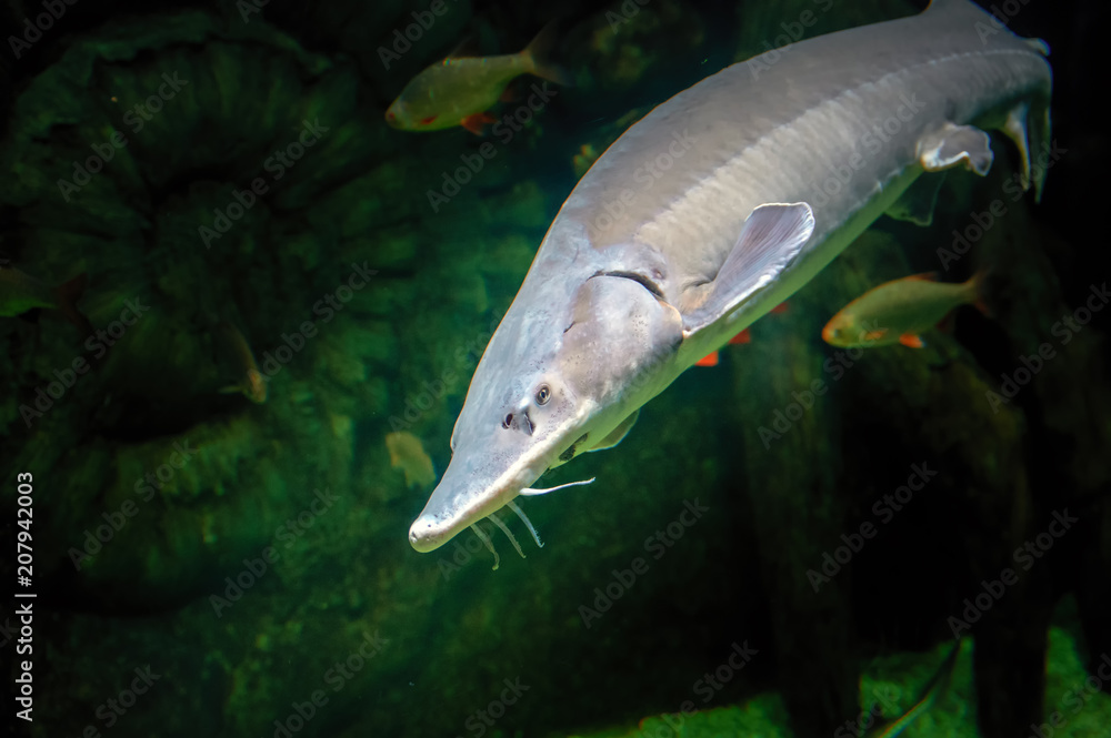 Beluga Sturgeon (Huso huso) is the biggest freshwater fish in the world ...